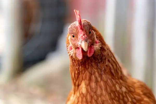 Why did the frog have a long face? - Funny Snails