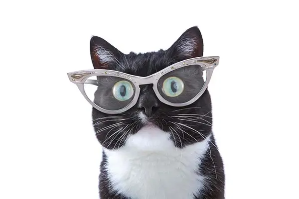 How many insurance policies do cats need? - Funny Snails