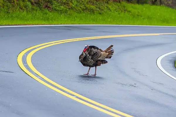 Why did the turkey cross the road? - Funny Snails