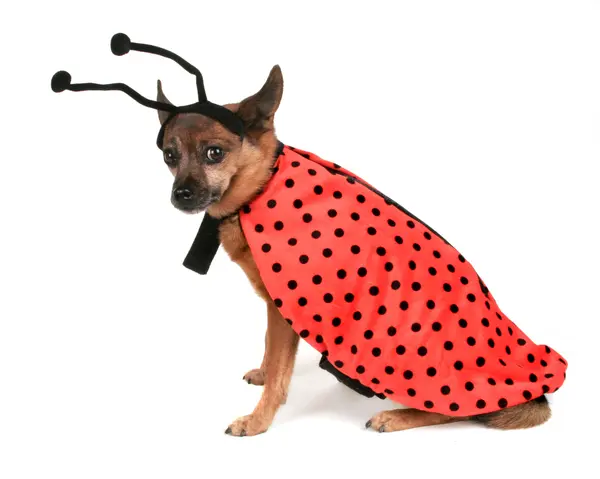 What's the ideal place for a dog to work? - Funny Snails