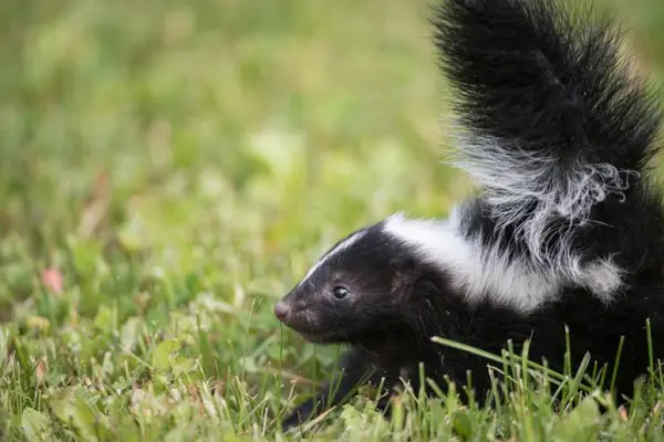 Did you hear about the one with the skunk on a camping trip? - Funny Snails