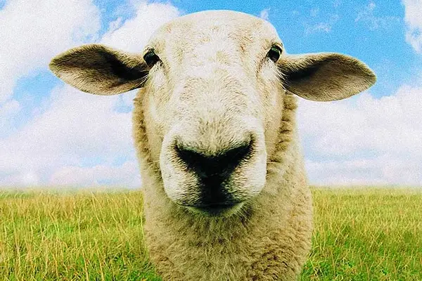 What do you call a flying police officer? - Funny Snails