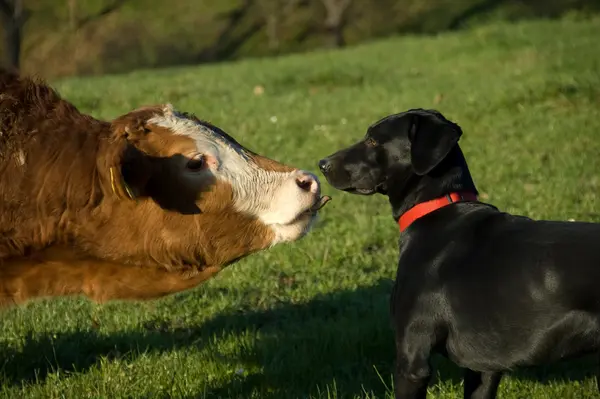 Why were the dog and the cow such good friends? - Funny Snails